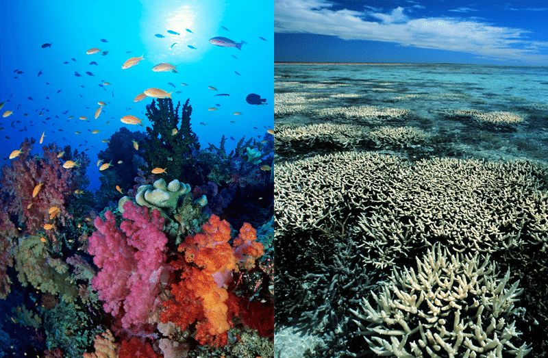 Safeguarding Our Coral Reefs: The Rainforests of the Ocean – Save Our ...